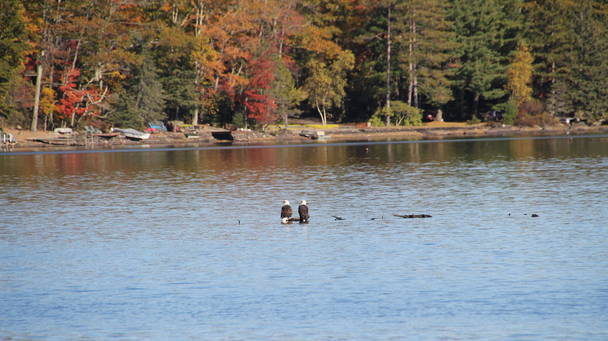 Wolf Lake, NY – Forever Wild!
